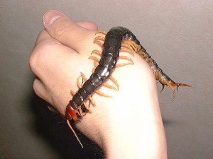 Mukade – the terrible Japanese centipede – The Japans